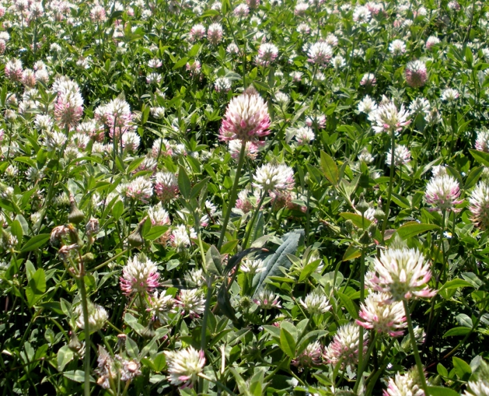 Arrowleaf Clover - Baker Seed Co