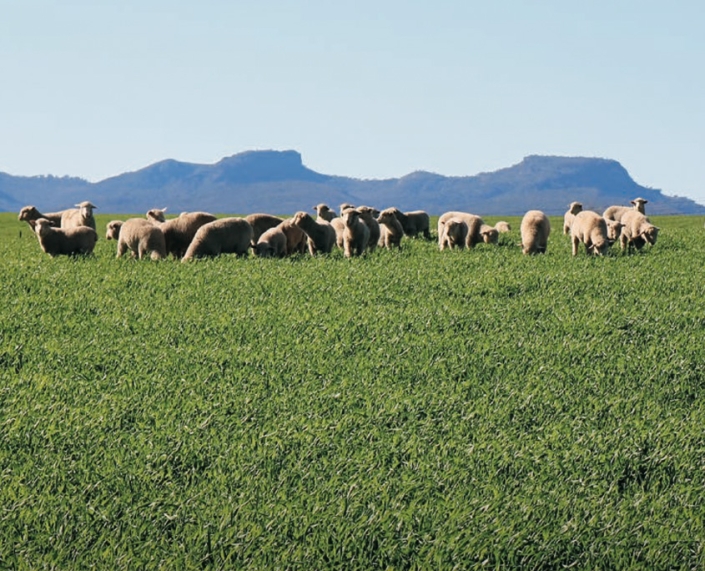 Illabo Wheat - Baker Seed Co