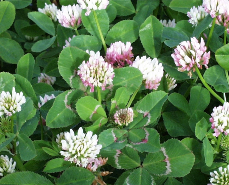 Balansa Clover - Baker Seed Co