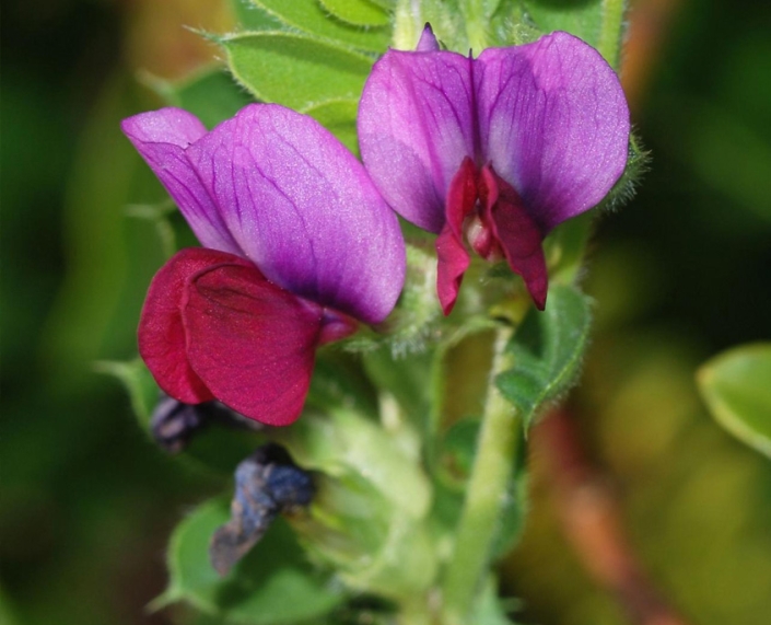 Common Vetch - Baker Seed Co