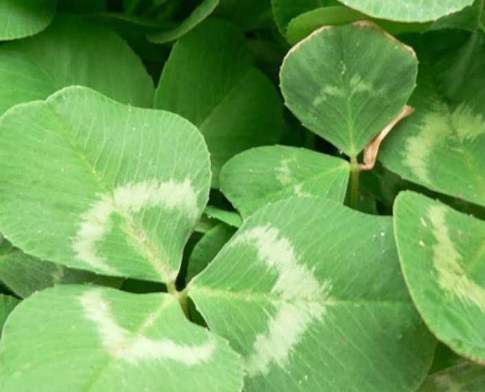 Haifa White Clover - Baker Seed Co