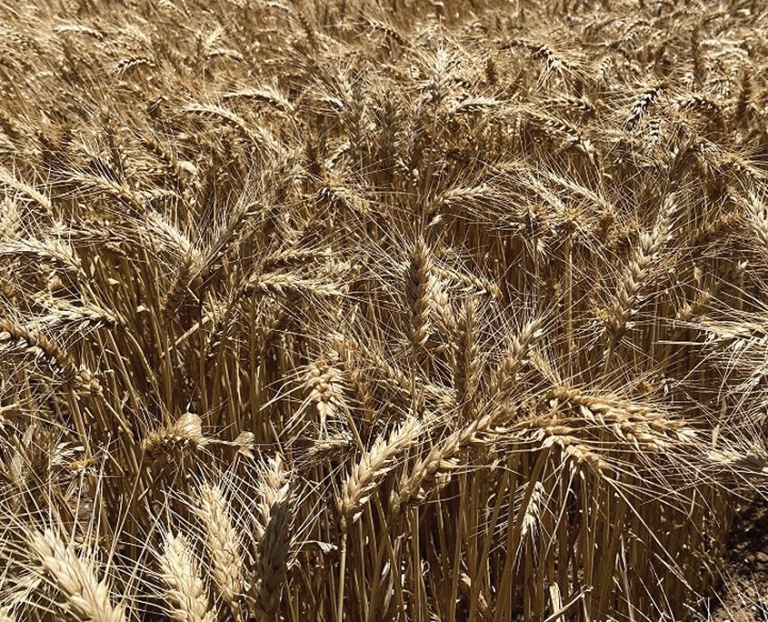 Matador Wheat - Baker Seed Co