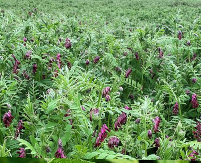 Popany Vetch - Baker Seed Co