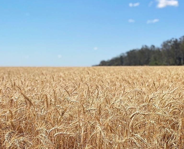 Raider Wheat - Baker Seed Co