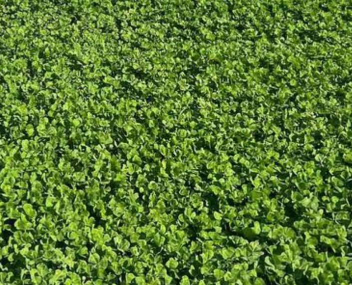 Riverina Sub-Clover - Baker Seed Co