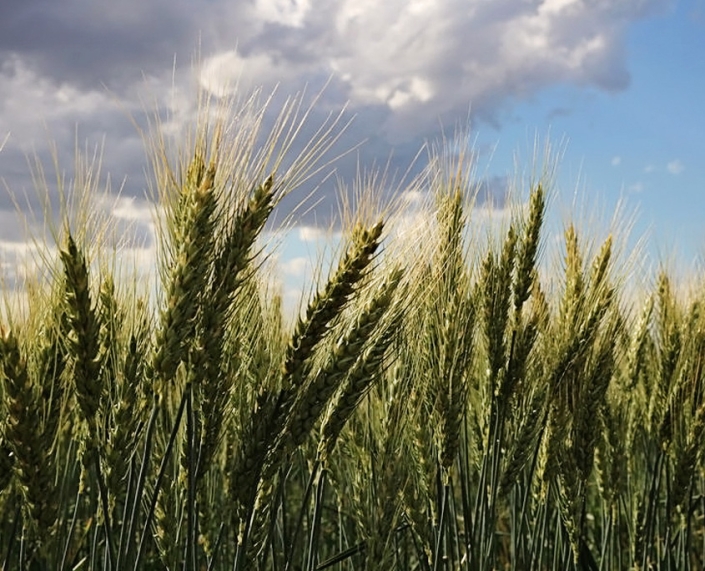 Sunblade CL Wheat - Baker Seed Co